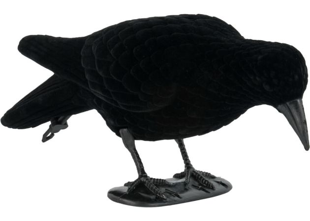 Crow Decoy Flocked Foraging